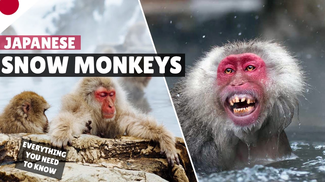 How to see snow monkeys in Japan? | Nagano winter Japan vlog ...