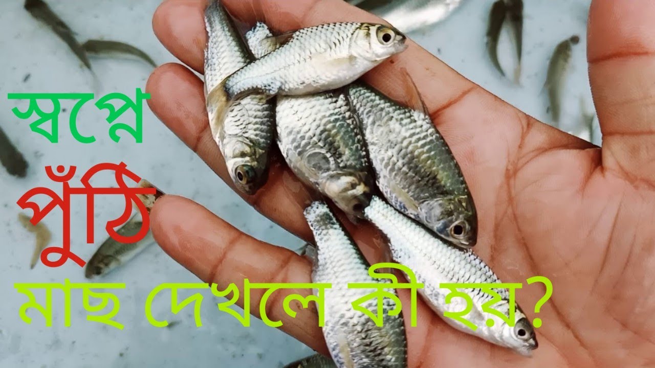 স্বপ্নে পুঁঠি মাছ দেখলে কী হয়? Sawpne puthi mach dekhle ki hoy? # ...