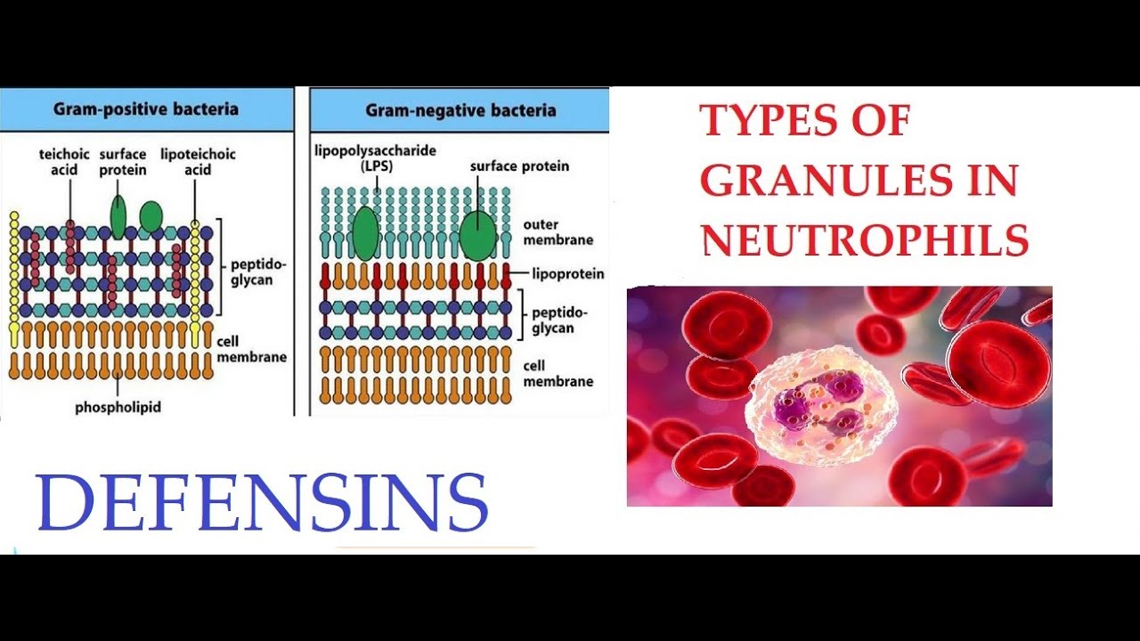 L26: Function of Defensins (Granules in Neutrophils) - YouTube