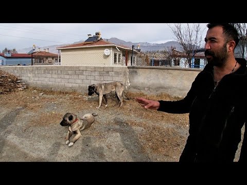DEV DİŞİ KANGALLAR ,EFSANE KÖPEKLER @KANGALTV2462 ziyaret ettik