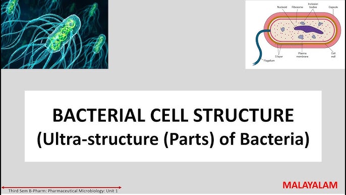 Bacterial Cell Structure Part Ii Youtube