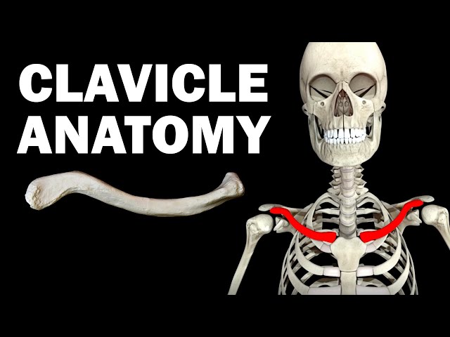 Clavicle Bone