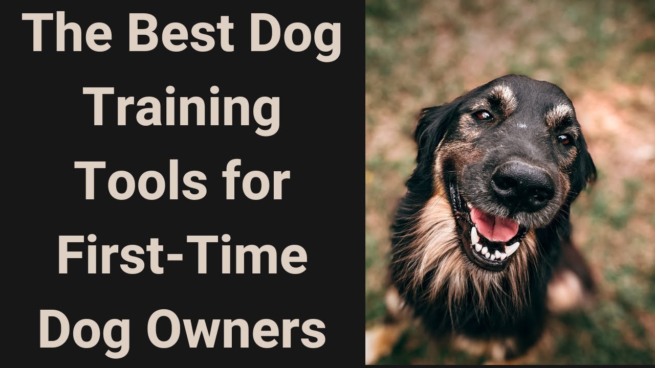 The Best Dog Training Tools for First Time Dog Owners - YouTube