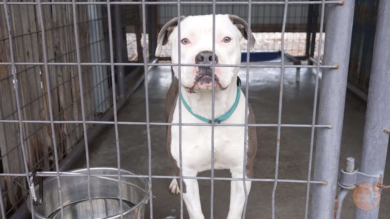 Pendleton Animal Welfare Shelter - YouTube