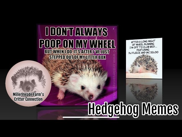 Hedgie Memes Silver The Hedgie Reaction Images. Go! : R/MoonPissing