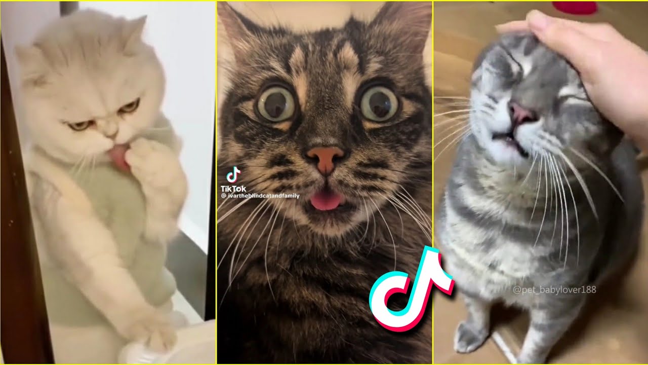 Funny Cats TikTok - Compilation 2024 #6 - YouTube