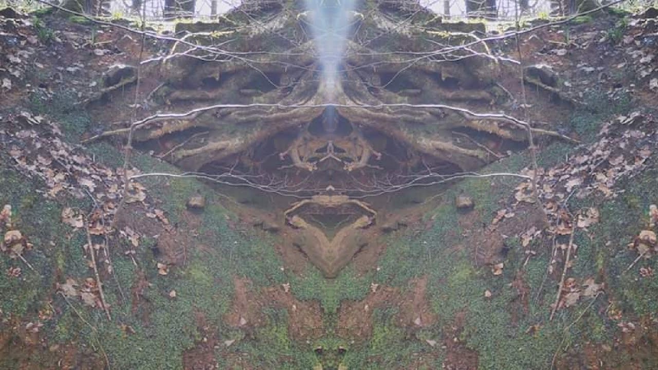 Trippy Psychedelic Nature Symmetry Trees Weird Strange Things - YouTube