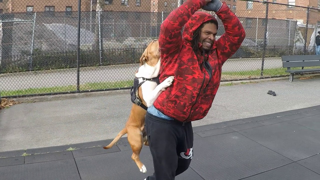 American Bulldog/ Pitbull mix: Legend: Best Training For Strong Bite ...