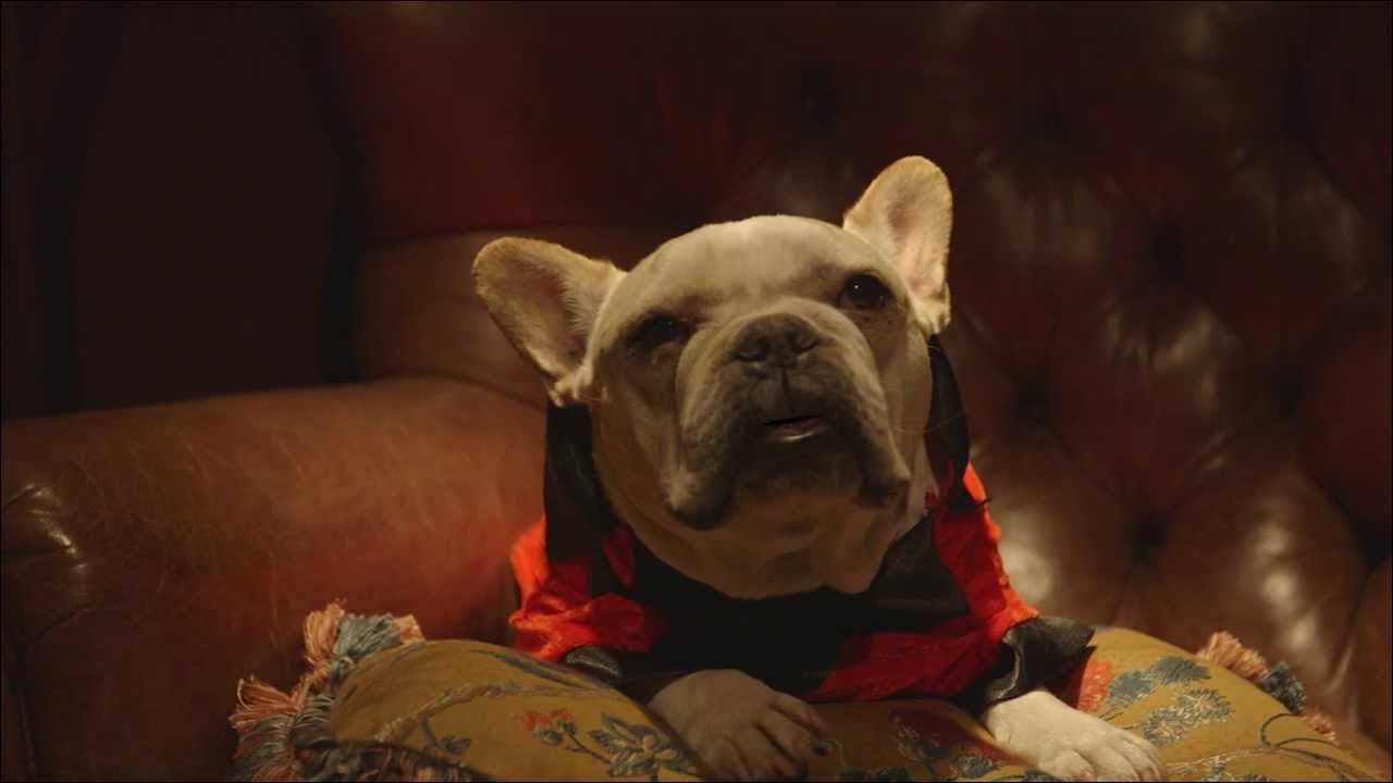 Tv Commercials With French Bulldogs