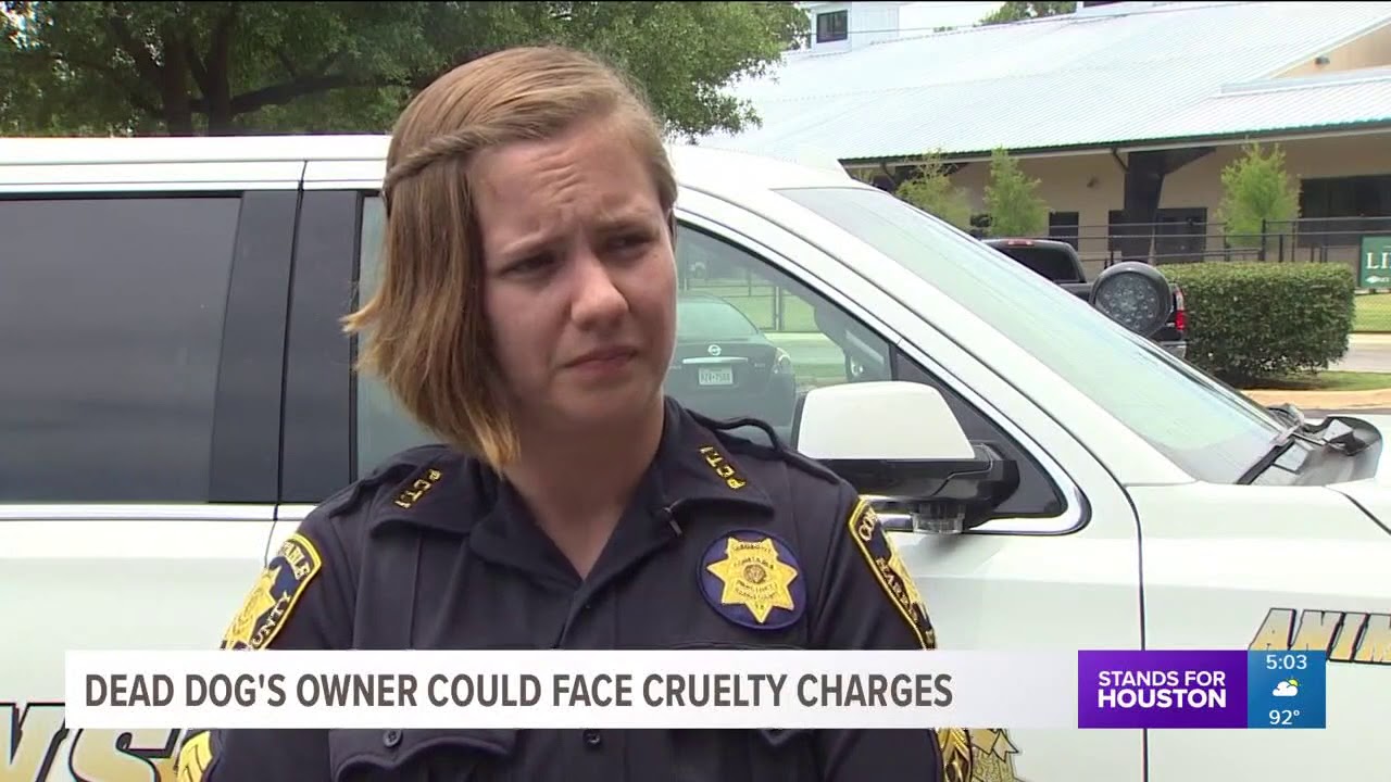 Dead dog's owner could face cruelty charges - YouTube