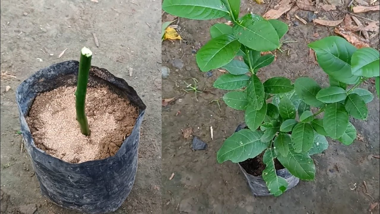 Best lemon tree propagation techniques for beginners - YouTube