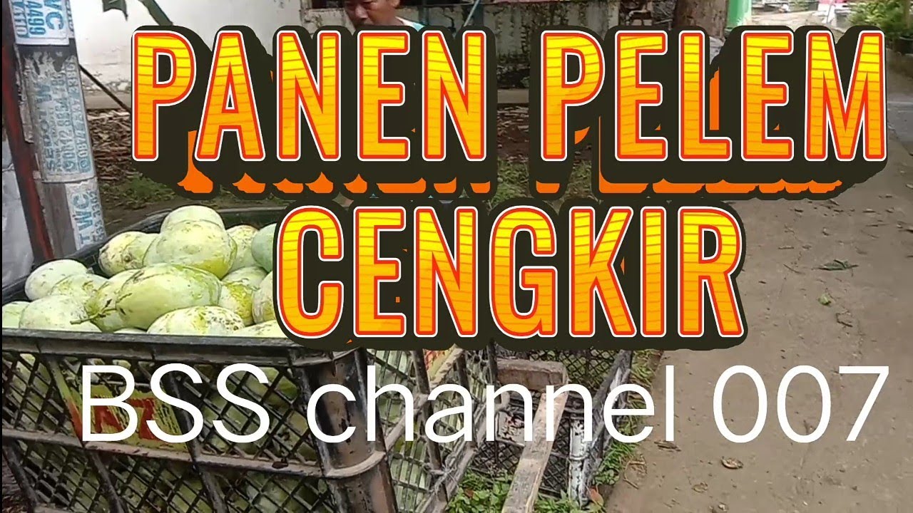 PANEN BUAH MANGGA INDRAMAYU ( PELEM CENGKIR ).#bsschannel007 - YouTube