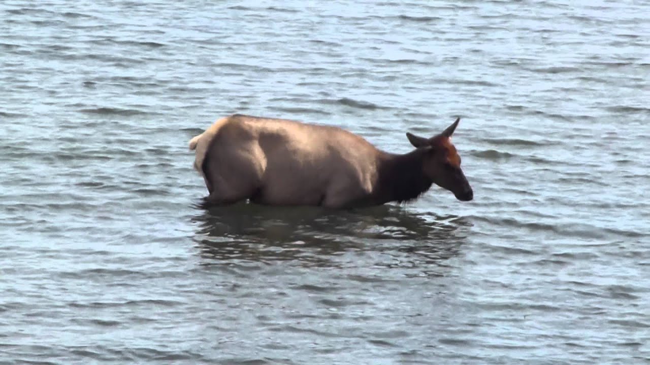 Yellowstone cow elk swimming - YouTube