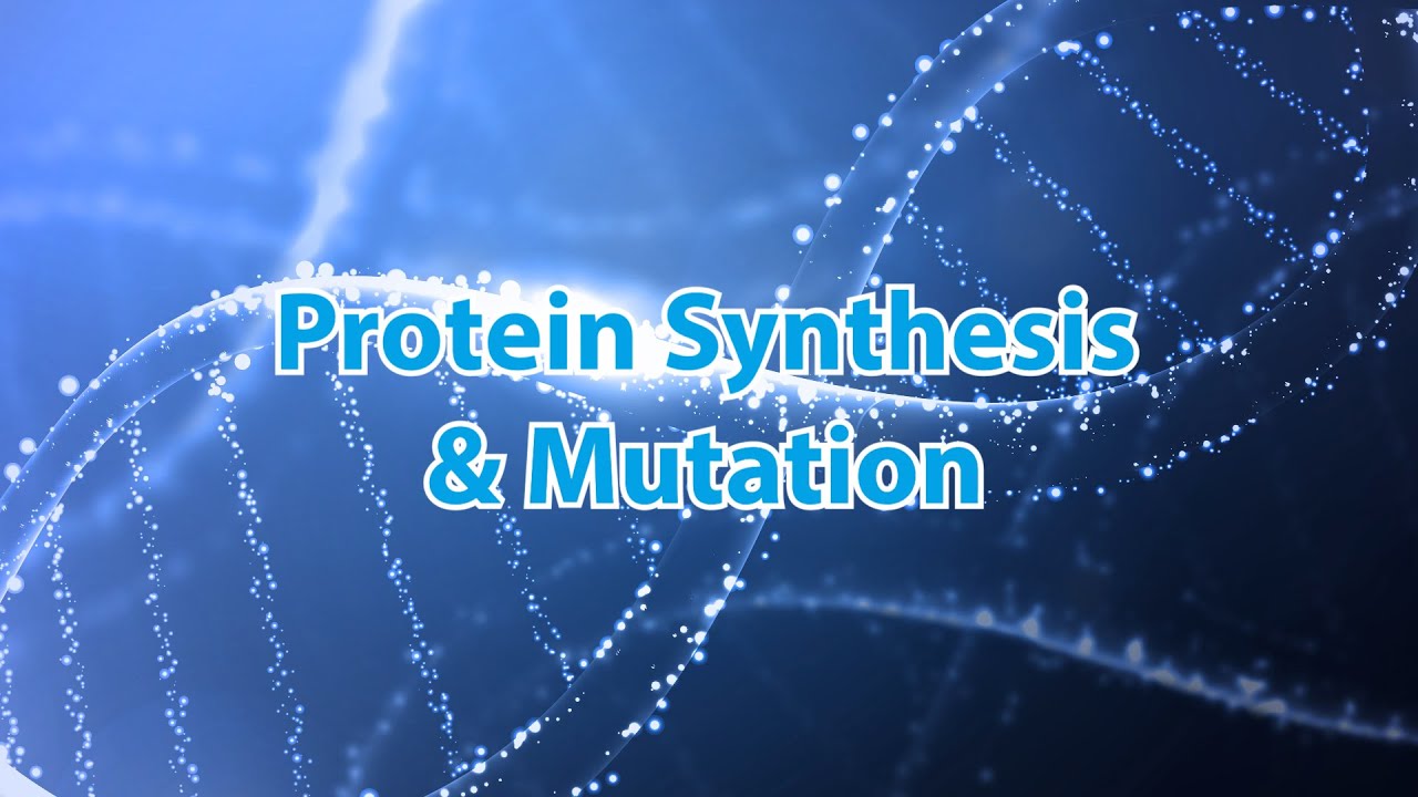 AQA Triple Only GCSE Biology Revision - Protein Synthesis & Mutation ...