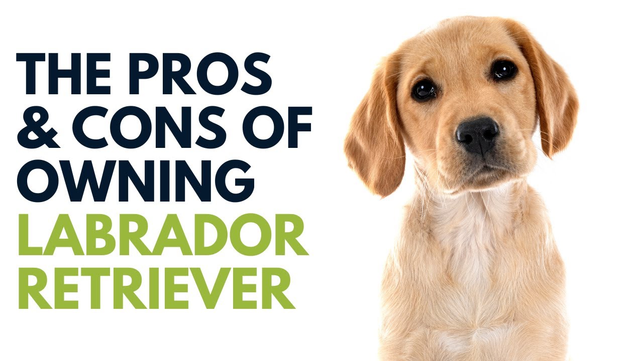 Labrador Retriever Breed Pros and Cons | Labrador Retriever Advantages ...