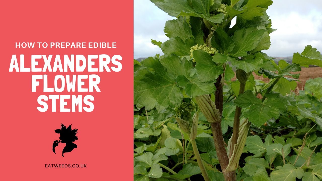 How to Prepare Edible Alexanders Flower Stems - YouTube