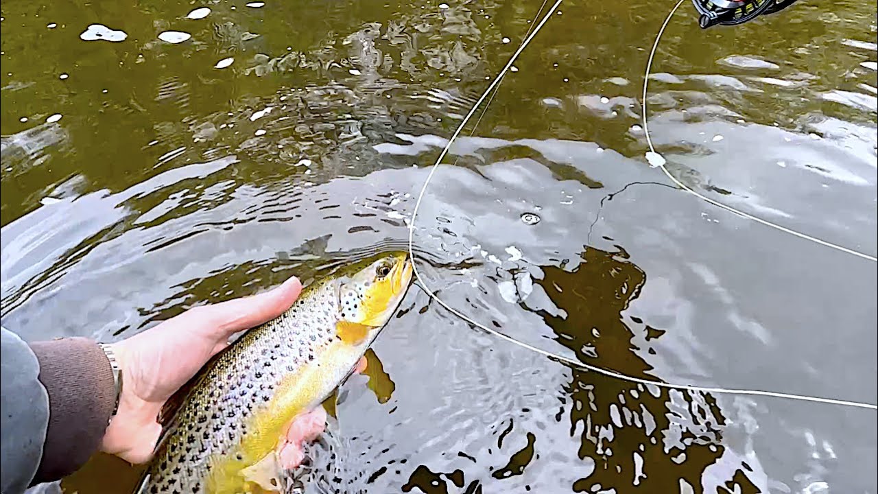 The Grannom Hatch on the River Ayr 2 May 2023 - YouTube