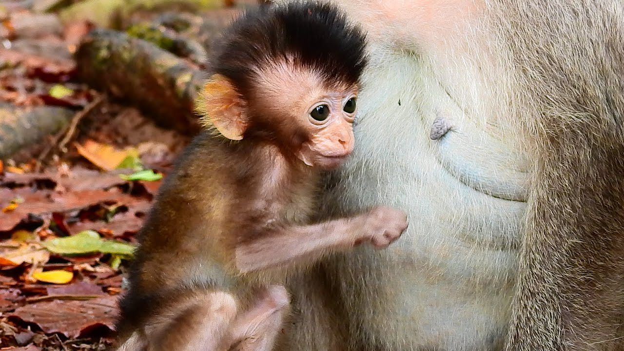 CUTEST ARIA BABY VERY HAPPILY PLAY WITH SISTER ON GROUND AND TRY GET ...