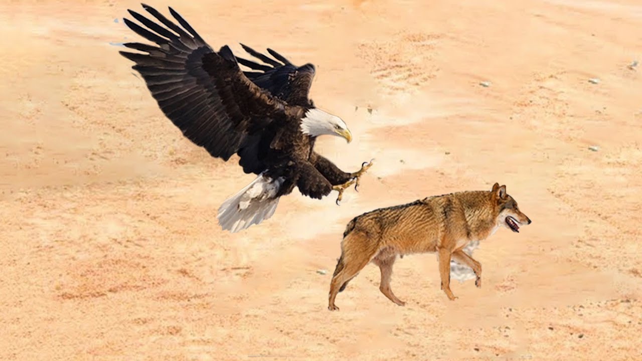 When an Eagle Attacks Wolf..It Grabs It in Seconds - YouTube