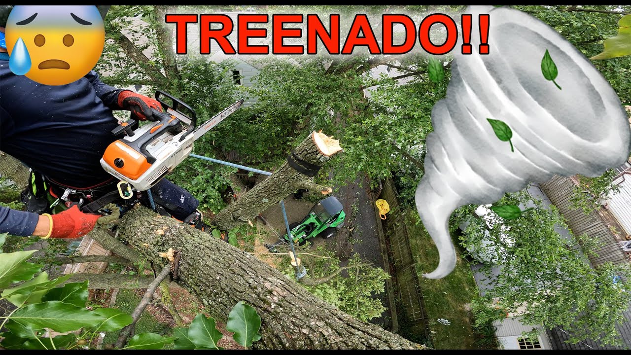 Climbing A Tree During A BAD Wind Storm! - YouTube