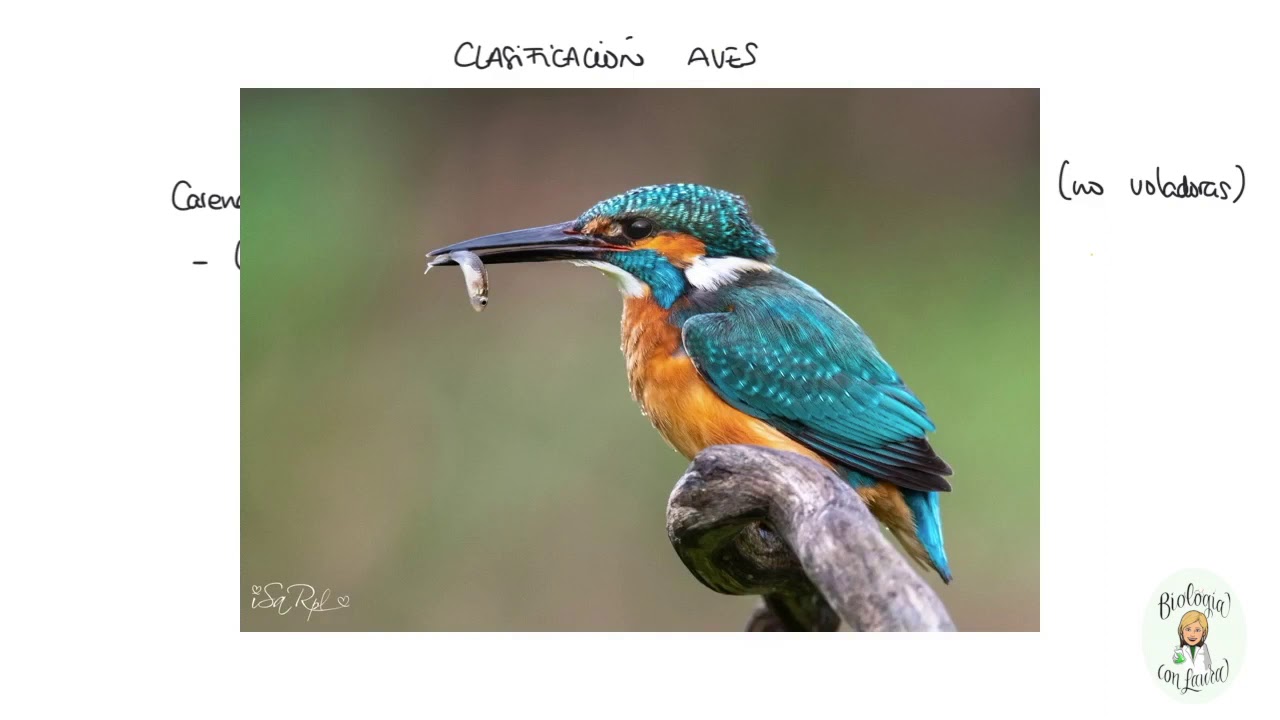 Tipos de aves. Rátidas y carenadas - YouTube