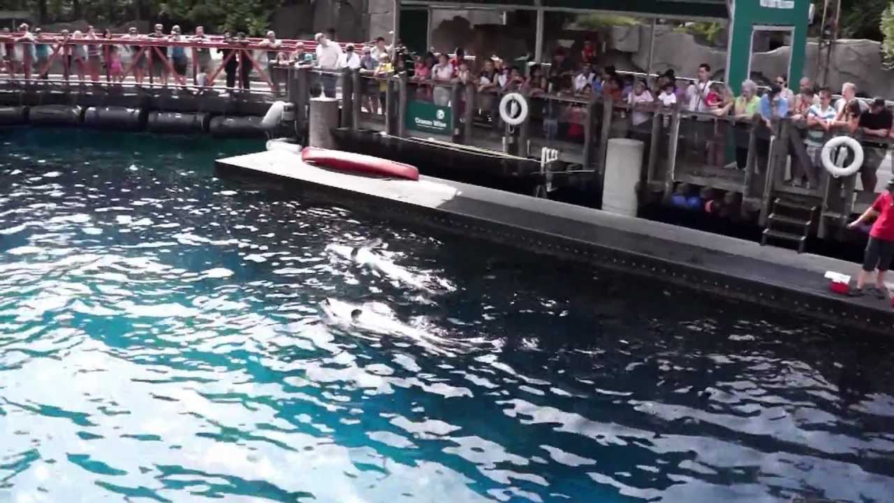Dolphin performance in Vancouver aquarium, HD - YouTube