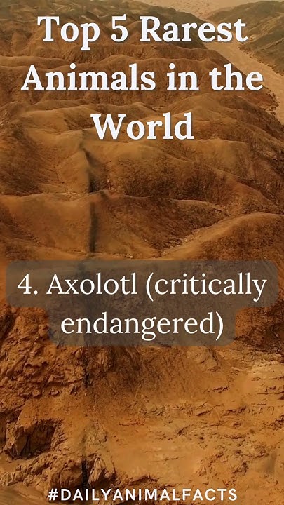 Top 5 Rarest Animals in the World - YouTube