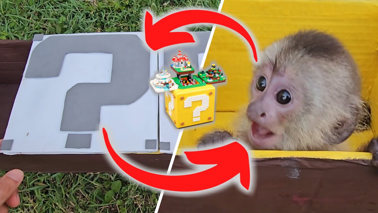 Kuky monkey plays with a mystery box so cute! - YouTube