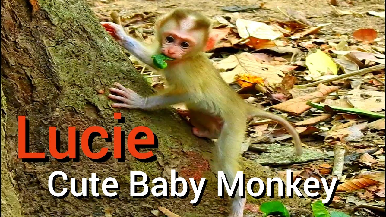 Cute Baby Monkey Lucie Can Walk Around Her Mommy Too Much, Young Mum ...