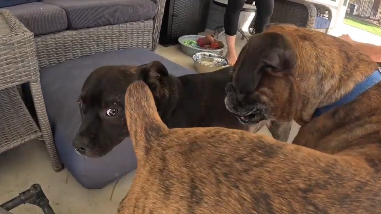 When Two Staffies Meet a Friendly Boxer 🐕 ️ - YouTube