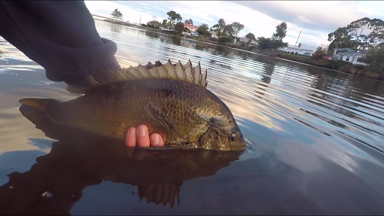 Tasmanian Winter Bream || Soft Plastics and Hardbodies - YouTube