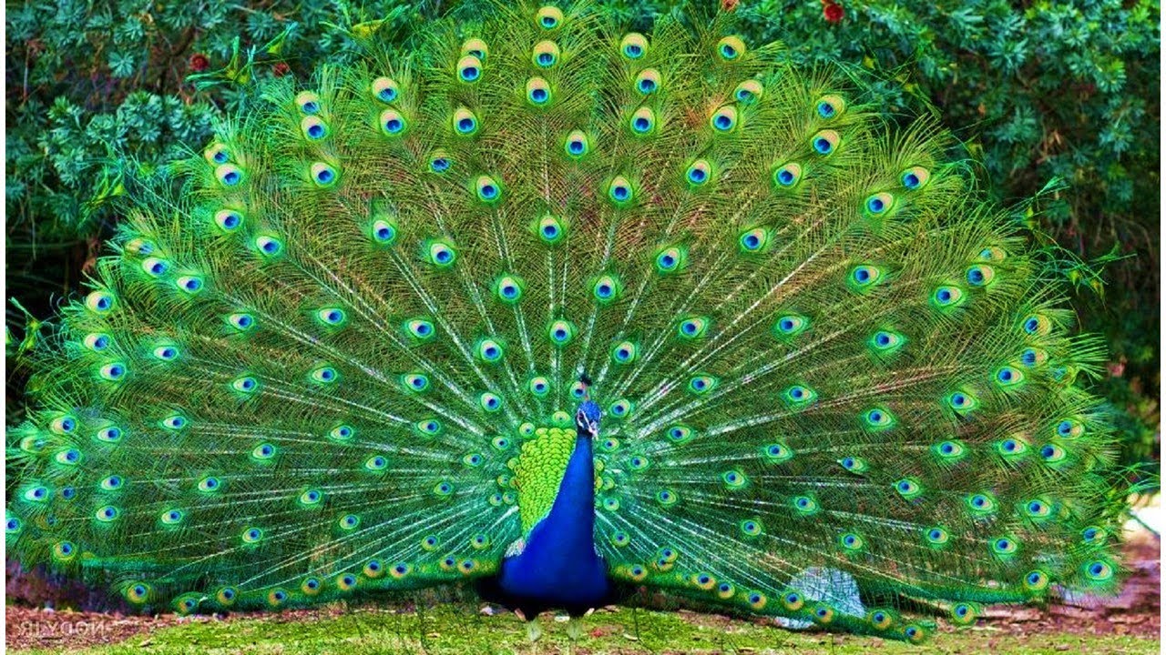 peacock sound,peacock song,peacock dance,peacock video ,Beautiful ...