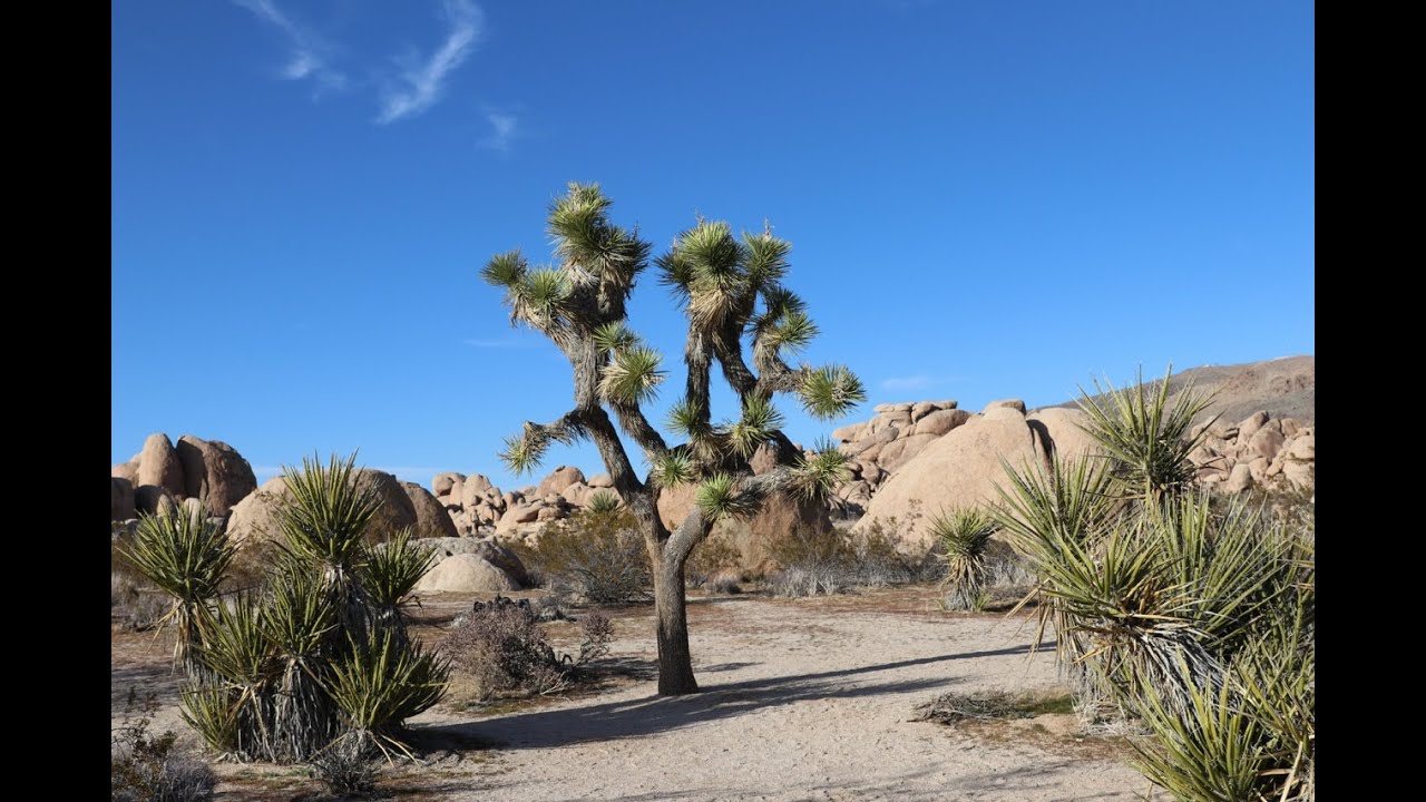 Embrace Solitude: A Captivating Road Trip to Joshua Tree National Park ...