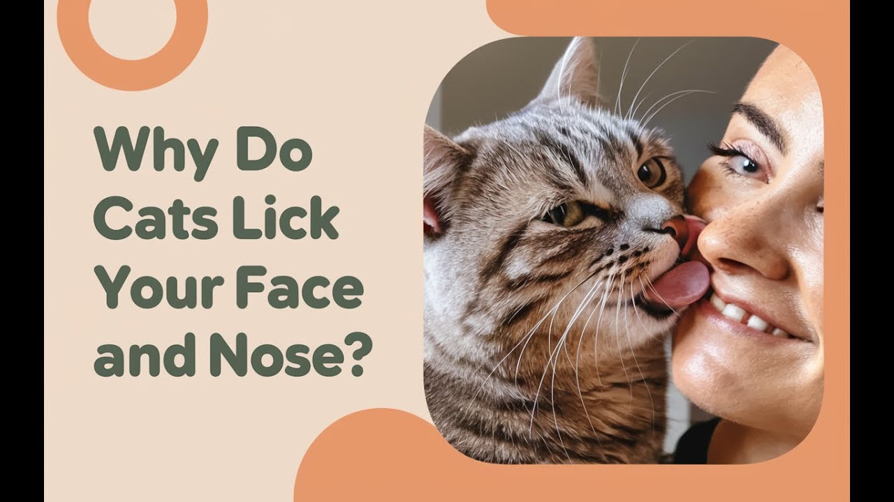 why do cat lick your face and nose-The REAL Reason Cats Are So Into Constantly Kissing Your Nose ...
