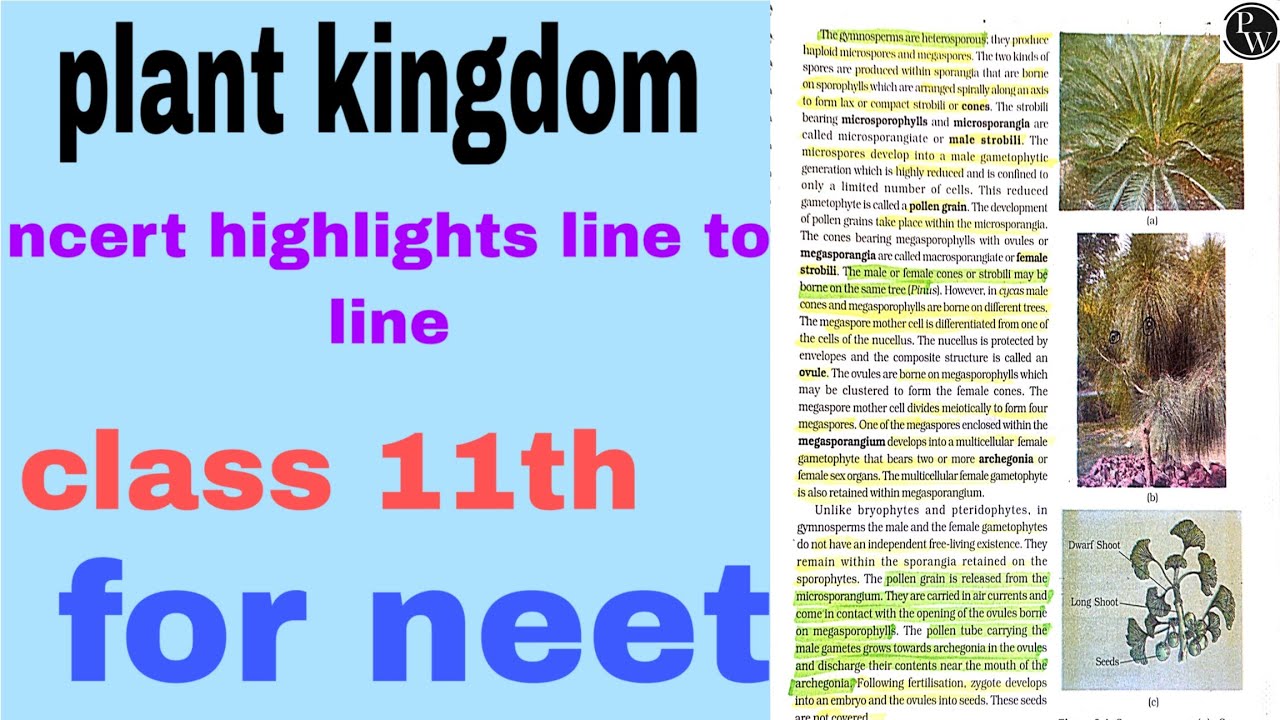 Plant Kingdom (पादप जगत) - NCERT Highlights🤯🤯 - YouTube