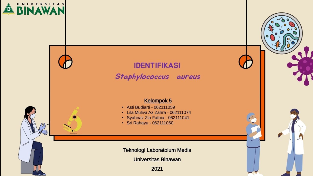 Identifikasi Staphylococcus Aureus Youtube