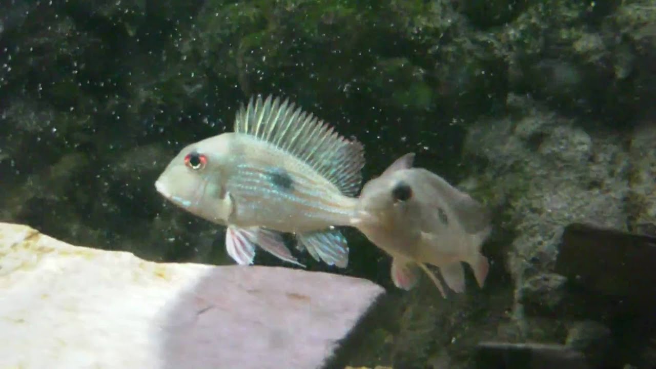 geophagus sp rio branco - YouTube