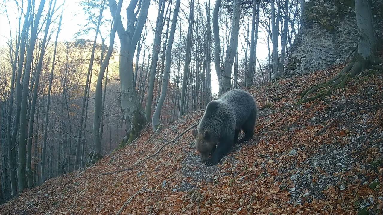 Záver roka v Malej Fatre / Fotopasca Wachman -zostrih / - YouTube