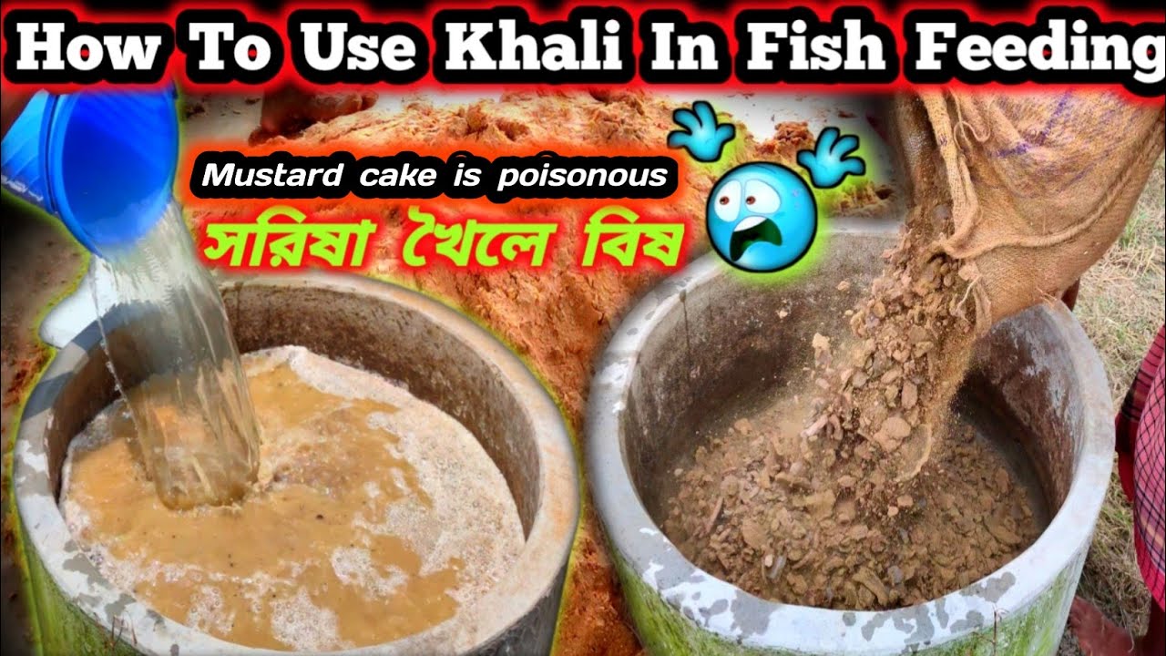 use of khali in fish farming |fish feed make with mustard cake |full ...