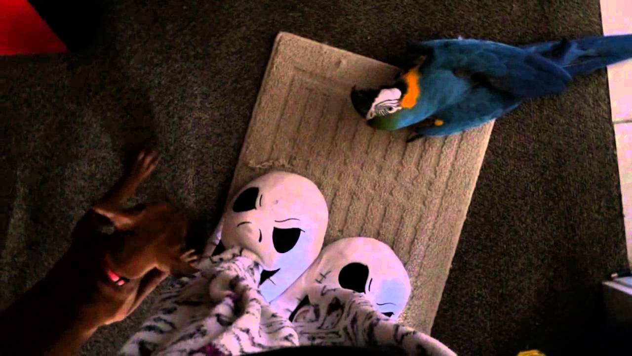Zzyzx Adventures Mijo Vs Zzy YouTube zzyzx-adventures-mijo-vs-zzy-youtube