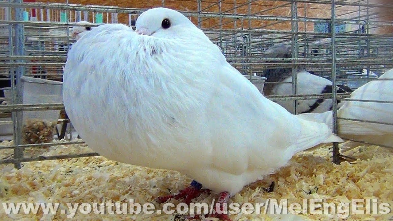 Boulant Gaditano - Cropper Pigeon - Kröpfer Tauben - Expo Avicole d ...