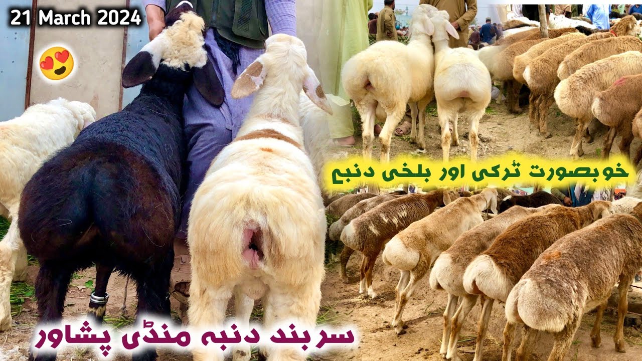 Dumba Mandi Peshawar New Updates 21/03/2024 | Turkey Balkhi Sheep Price ...
