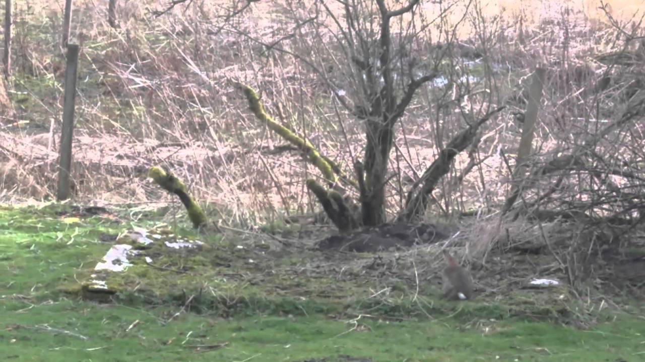 Stoat v rabbit - YouTube