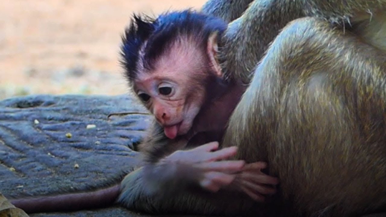 MG! Just Born But New Baby Monkey Stunning To Play and Tongue Out Mouth ...