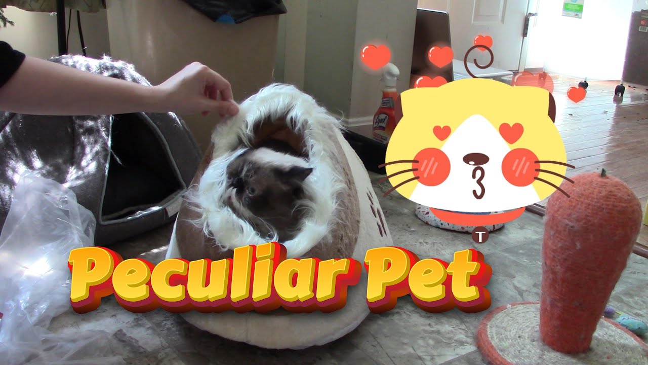 Peculiar Pet Cat Box Unboxing September 2022 😻 - YouTube