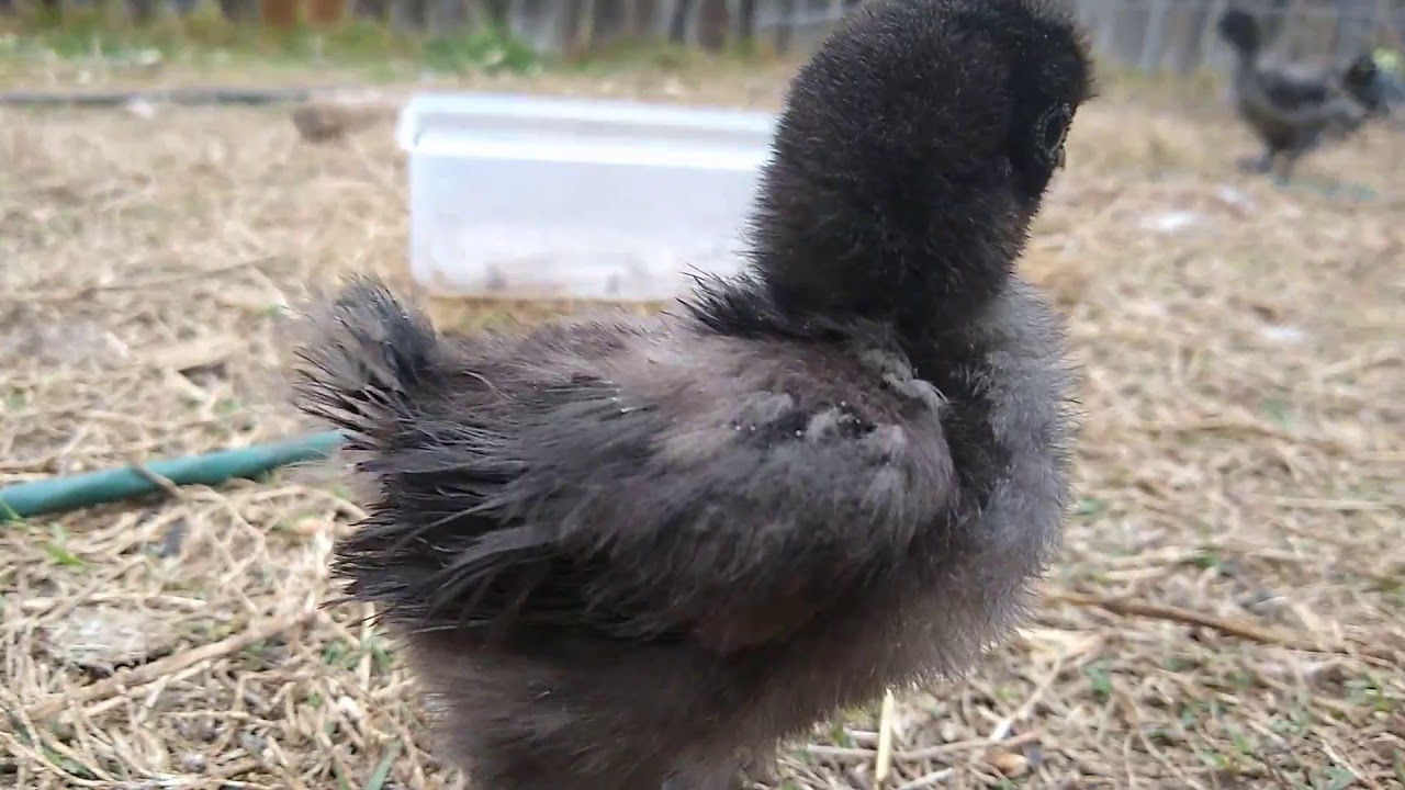 baby chicks exploring on a cool day - YouTube