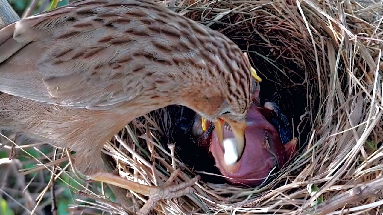Amazing bird takes the litter of its babies from the nest at the same ...