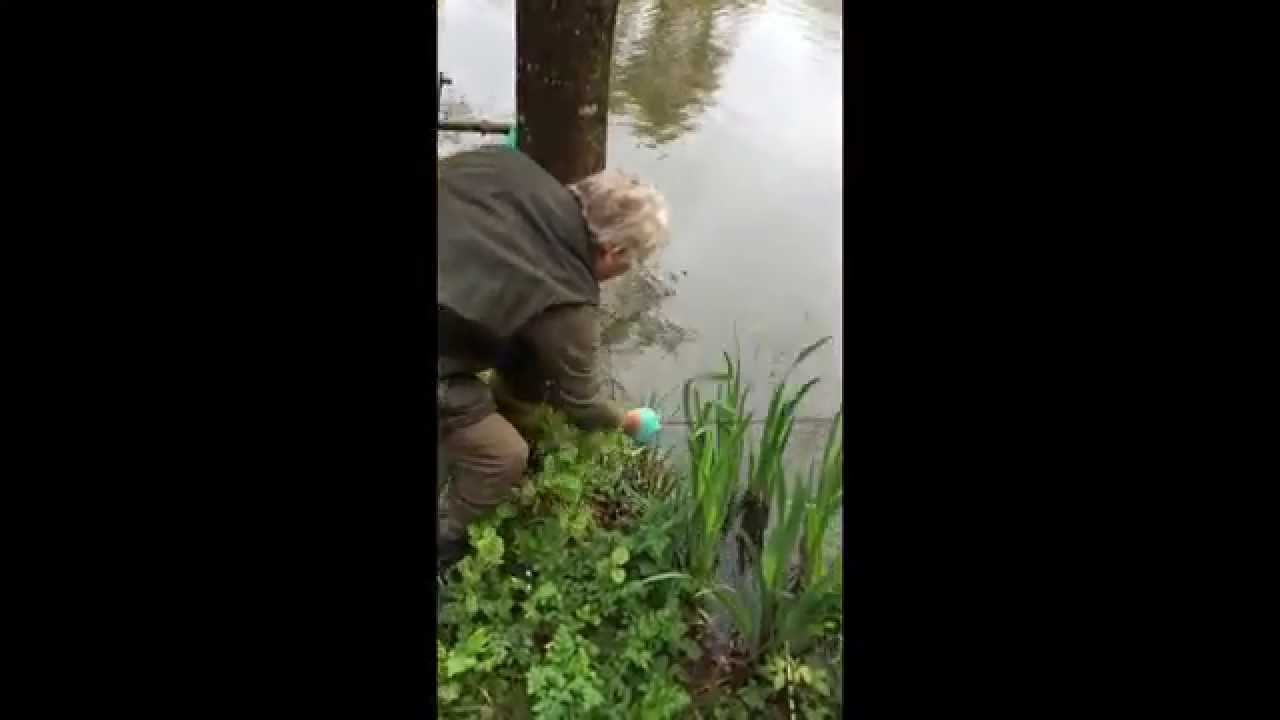 Trapping American signal crayfish in England - YouTube