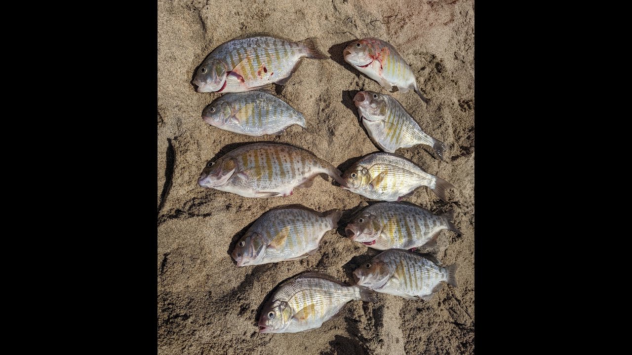 Sand Crabs, Grubs and Perch Oh My. Half Moon Bay Beach with # ...