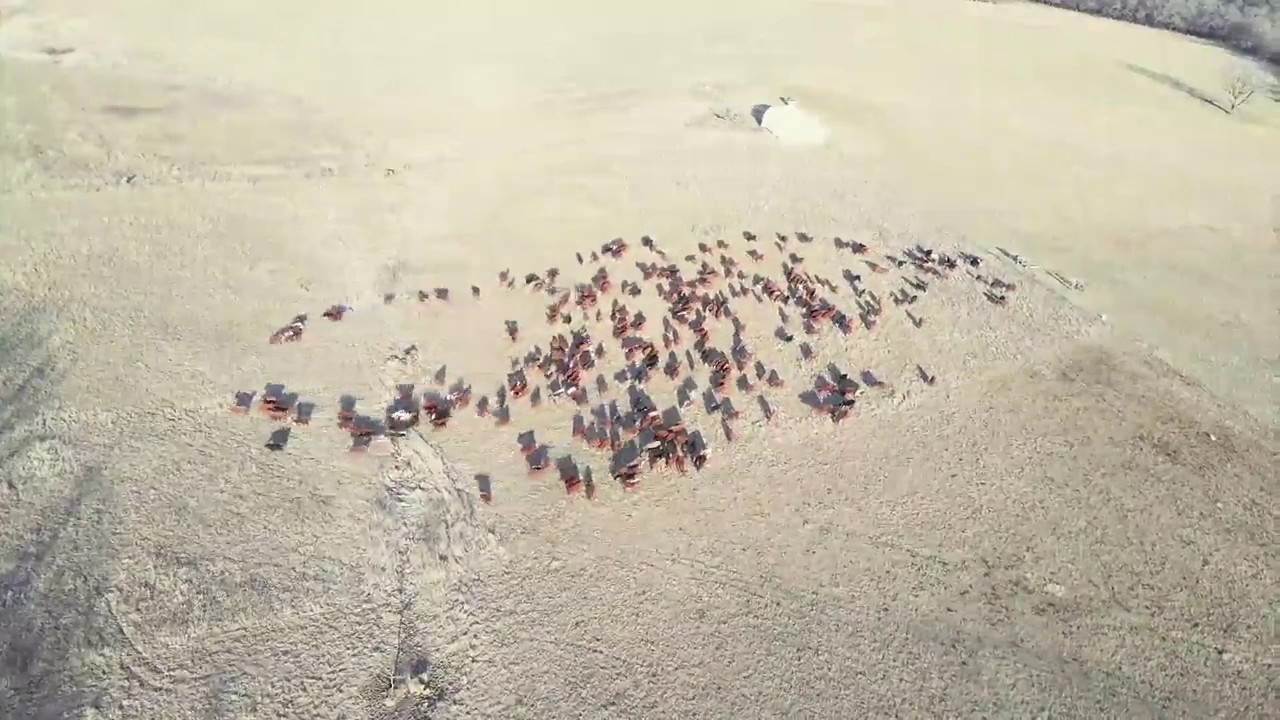 Moving Hundreds of Cows in 20 minutes at Polyface Farms - YouTube